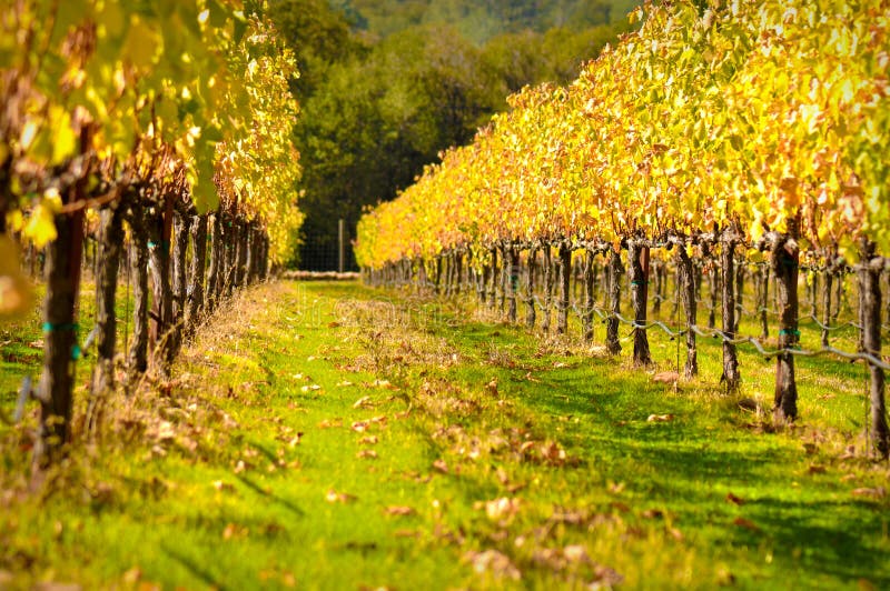 Autumn Vineyard/Napa Valley Stock Image - Image of beverage, warm: 3529181