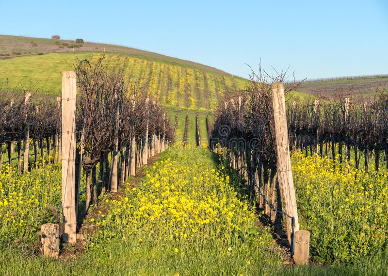 Napa Valley Vineyard Mustard Stock Photo - Image of agriculture, fruit ...