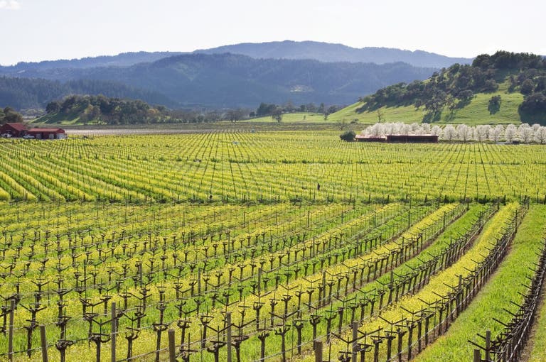 Napa Valley Vineyard in Spring Stock Image - Image of blooming ...