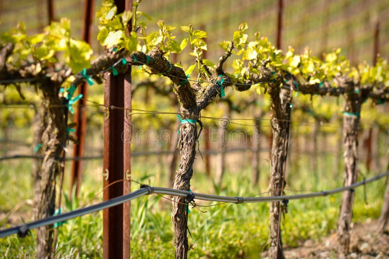 Grapevine in Spring stock photo. Image of napa, vitis - 34615226