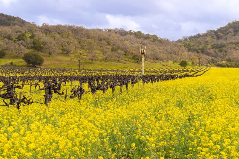 Napa Valley Vineyards Mustard Blooming Panoramic Stock Photos - Free ...