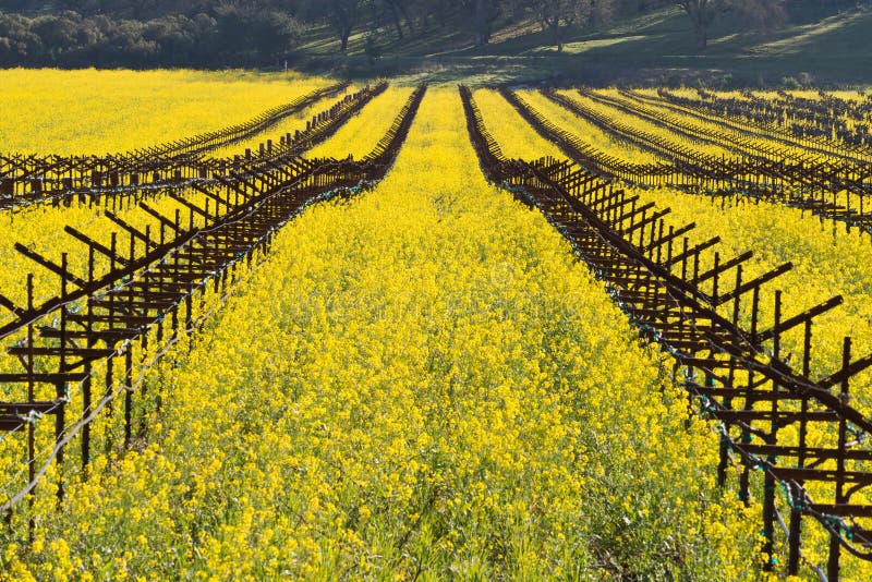 Napa Valley Vineyards and Spring Mustard Blooming in the Fields Stock ...