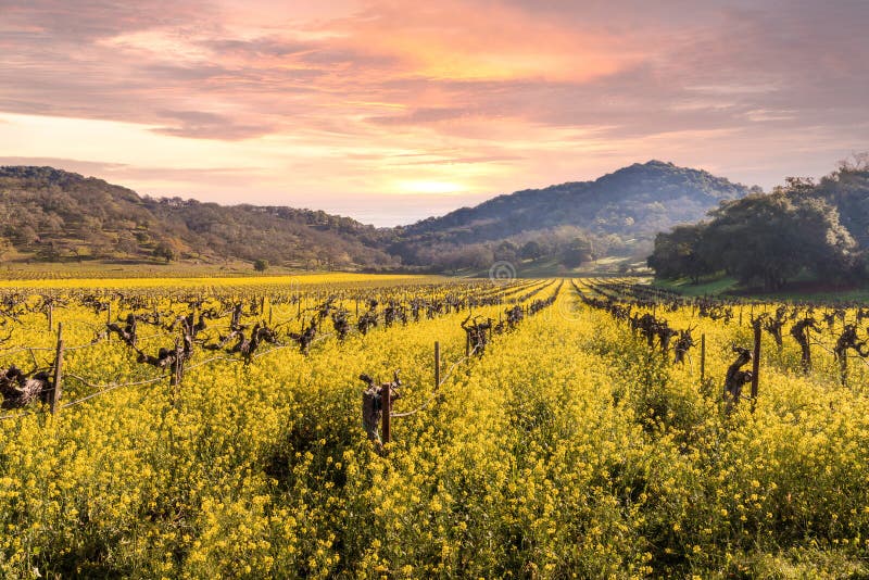 Napa Valley Vineyards Spring Sunrise Stock Photo - Image of mustard ...