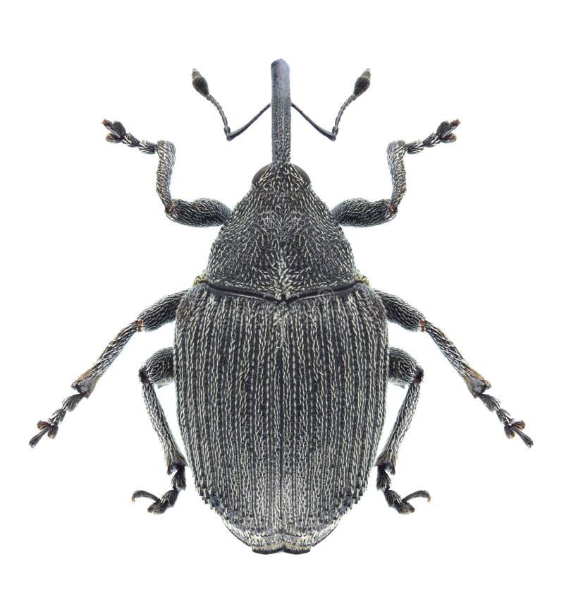 Ceutorhynchus Napi Weevil De Escarabajo De La Familia Curculionidae ...