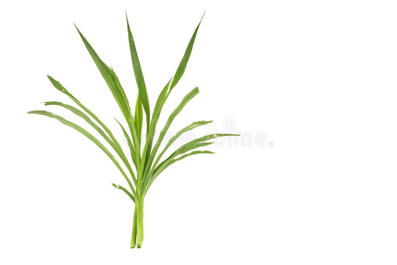 Napier grass stock image. Image of farm, freshness, leaves - 200198275