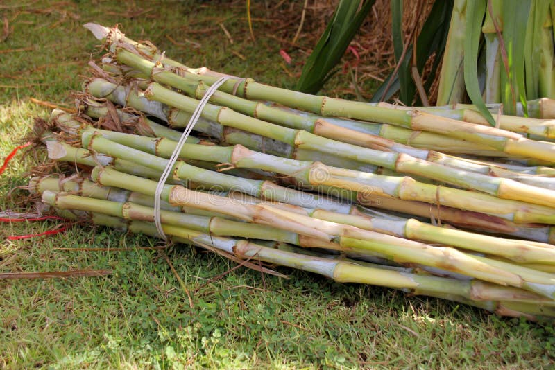 Napier Fodder Grass Stock Photos - Free & Royalty-Free Stock Photos ...