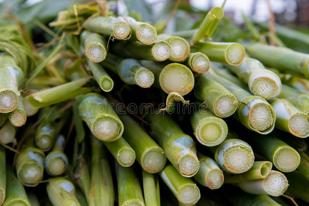 Napier Grass Plantation stock image. Image of growth - 81154639