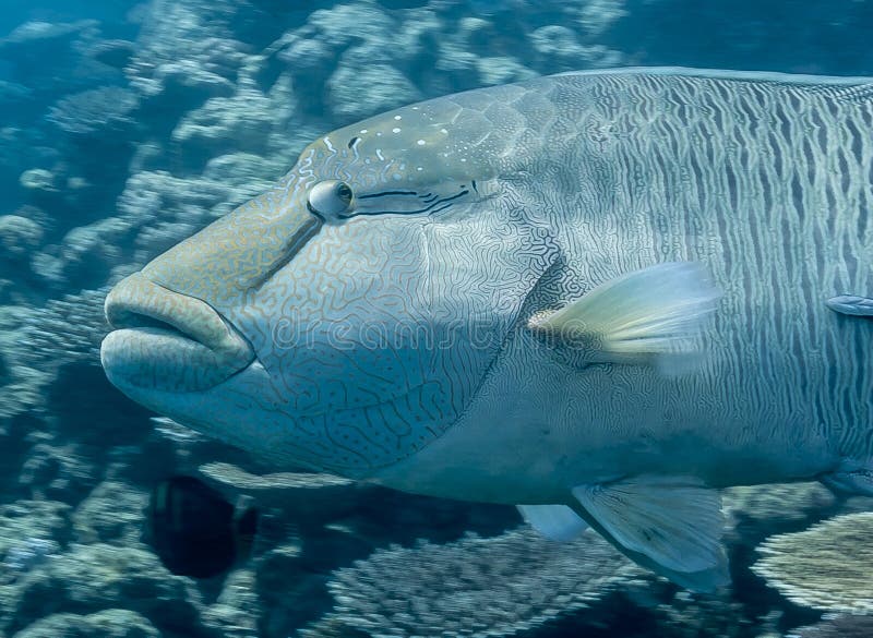 Napolean Fish at Great Barrier Reef Stock Photo - Image of fish ...