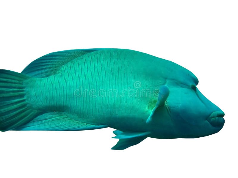 Napoleon-Fisch stockbild. Bild von reise, tropisch, exotisch - 168698675