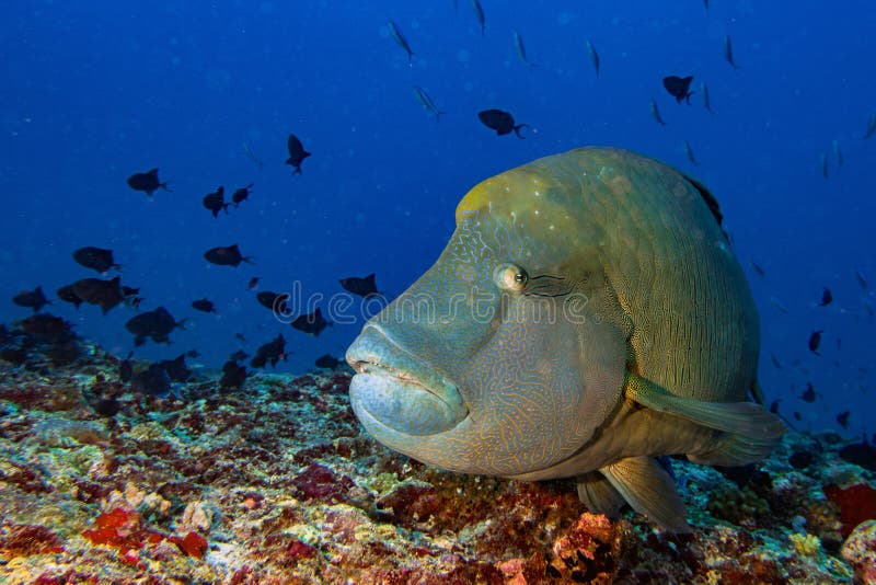 Napoleon-Fische Unterwasser in Malediven Stockbild - Bild von riff ...