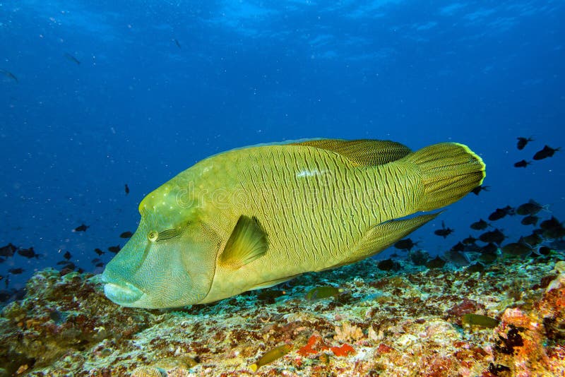 Napoleon-Fische Unterwasser in Malediven Stockbild - Bild von ...