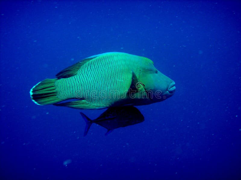 Napoleon Fish stock photo. Image of maori, giant, biology - 36358384