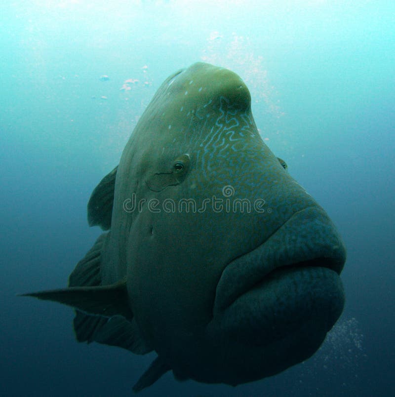 Napoleon Fish stock photo. Image of maori, giant, biology - 36358384