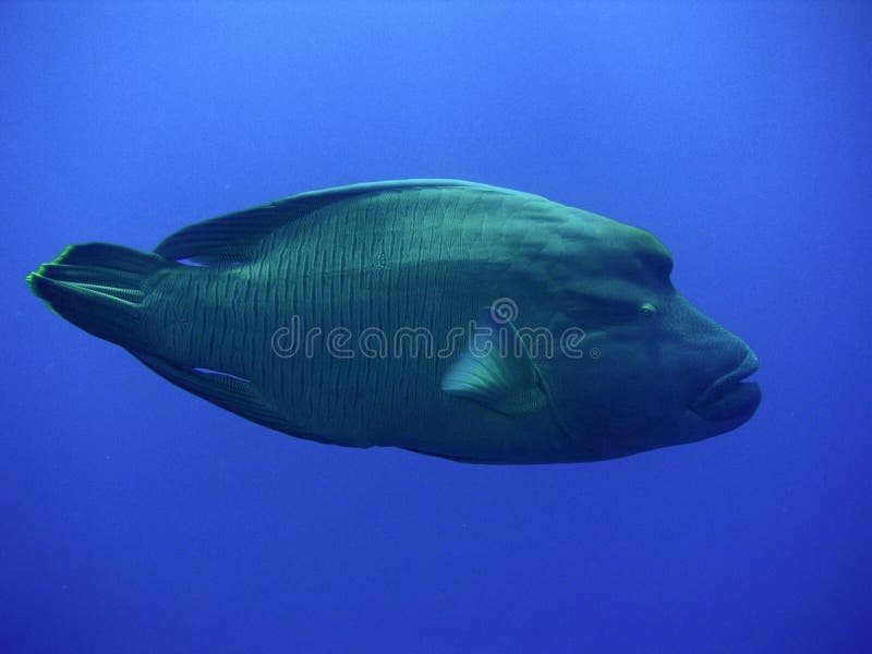 Napoleon Fish stock image. Image of fish, napoleon, diving - 407901