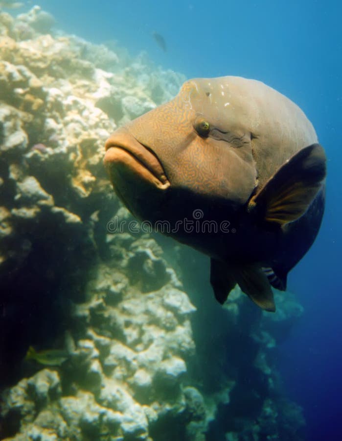 Napoleon Fish stock photo. Image of maori, giant, biology - 36358384