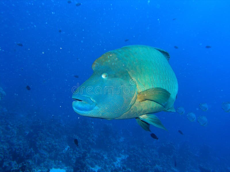 Napoleon Fish stock photo. Image of maori, giant, biology - 36358384