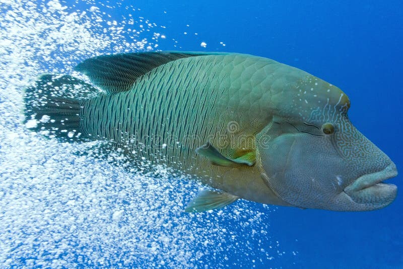 Napoleon fish on a white stock image. Image of background - 9323391