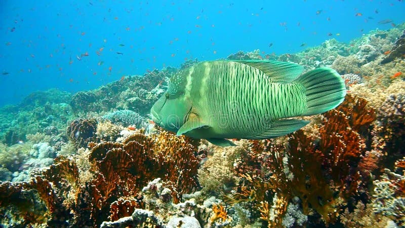 Napoleon Fish, Humphed Wrasse or Napoleon Wrasse Feeding & Eating Close ...