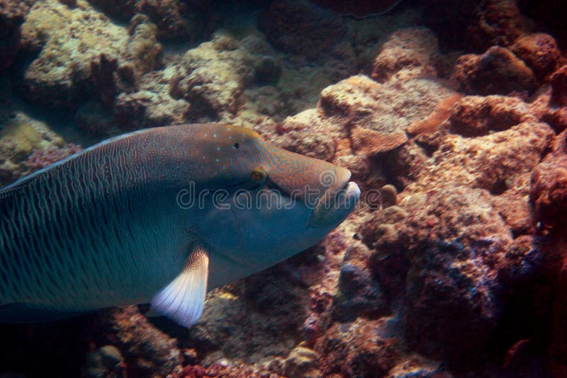 Napoleon fish stock photo. Image of hecht, exotic, equipment - 36204946