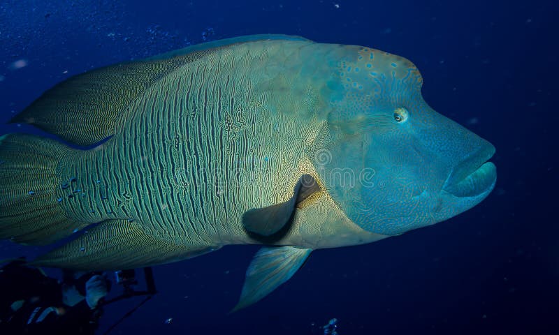 Napoleon fish stock photo. Image of wild, diving, fish - 54878212