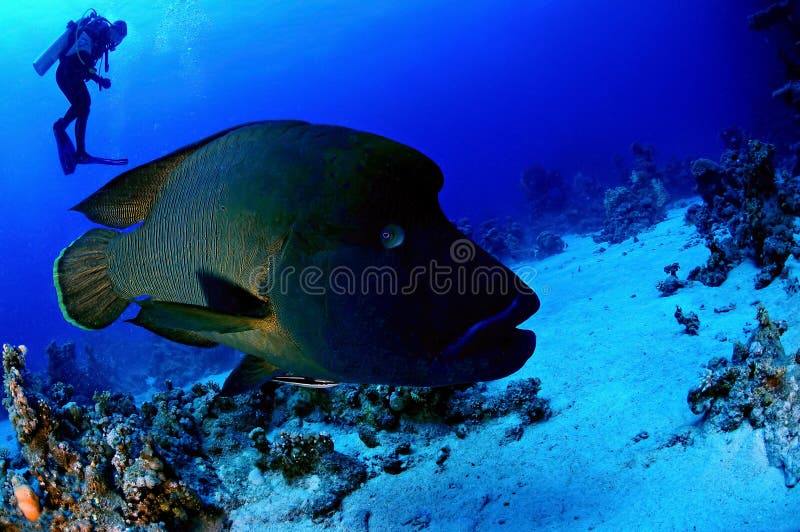 Napoleon Fish stock photo. Image of maori, giant, biology - 36358384