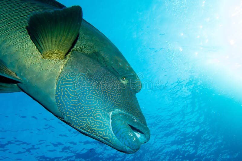 Napoleon Fish grande foto de archivo. Imagen de océano - 77396568