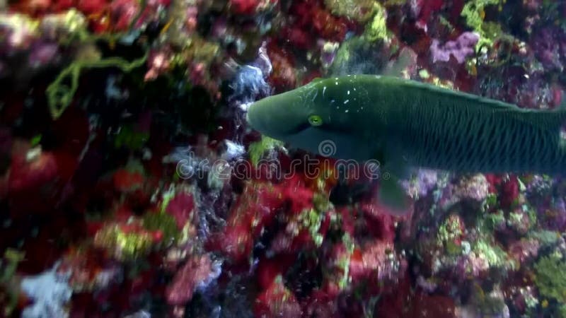 Napoleon Fish Humphead Wrasse Catching Bubbles in Red Sea Stock Footage ...