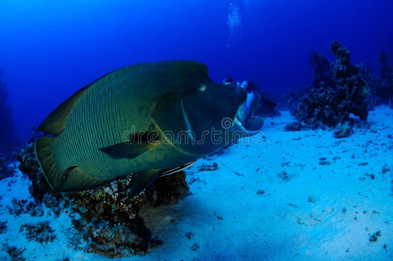 Napoleon fish II stock image. Image of environment, maldives - 55669229