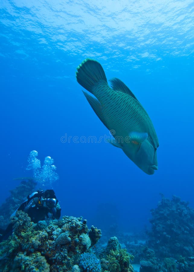Napoleon Fish stock photo. Image of maori, giant, biology - 36358384