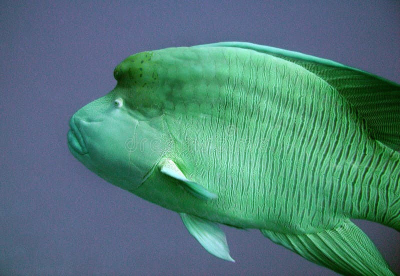 Napoleon Fish in Sea stock photo. Image of aquatic, wild - 88695490