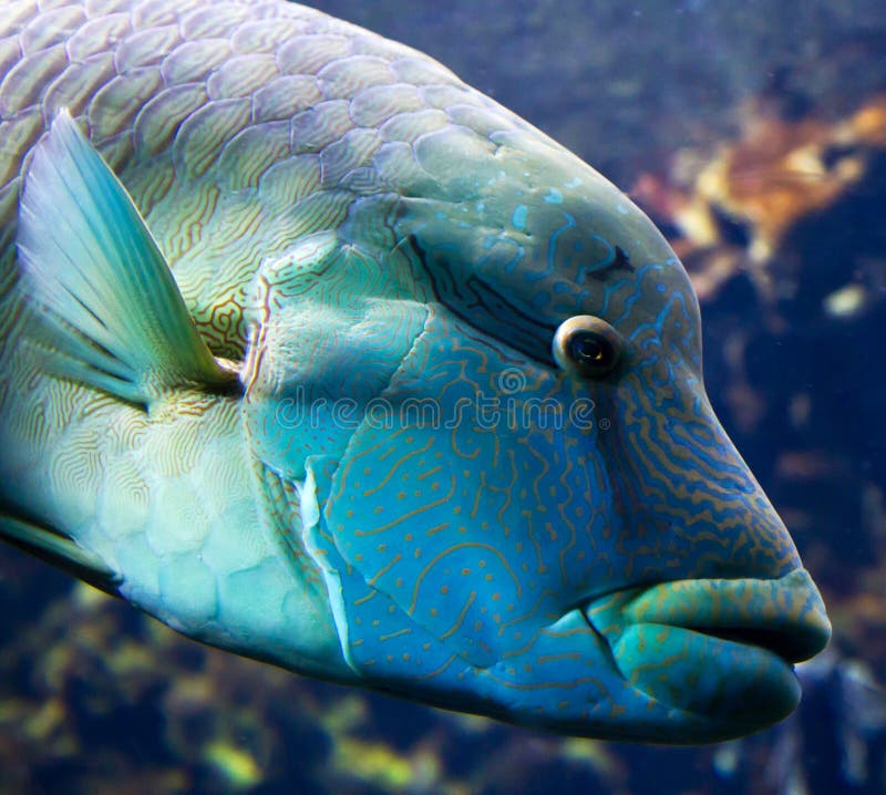 Napoleon fish stock image. Image of wrasse, deep, great - 42509421