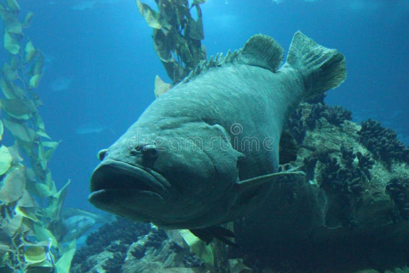 Napoleon fish swimming stock photo. Image of exotic, wild - 58344872