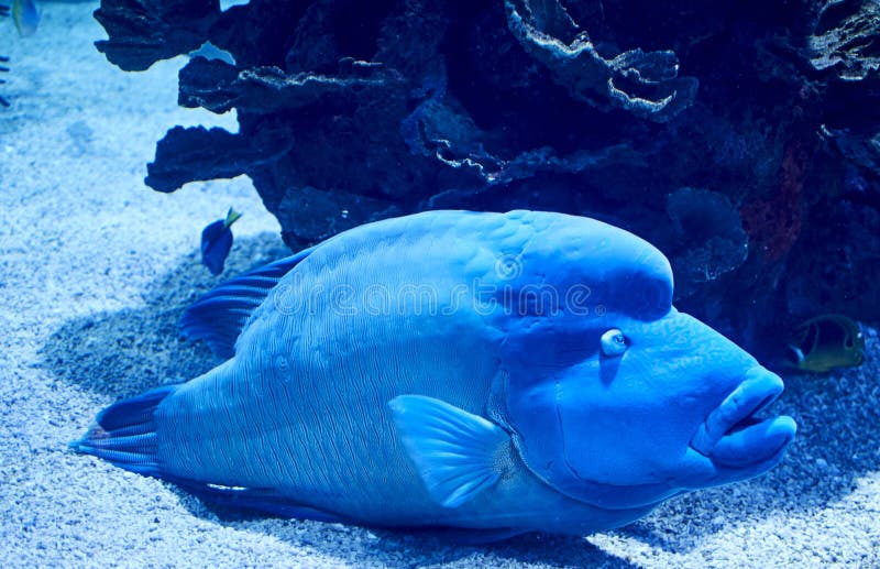 Napoleon Fish Swimming on the Sea Sand Stock Image - Image of fish ...