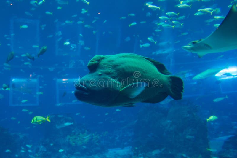 Napoleon Fish Swims in a Large Aquarium with Blue Light Stock Photo ...