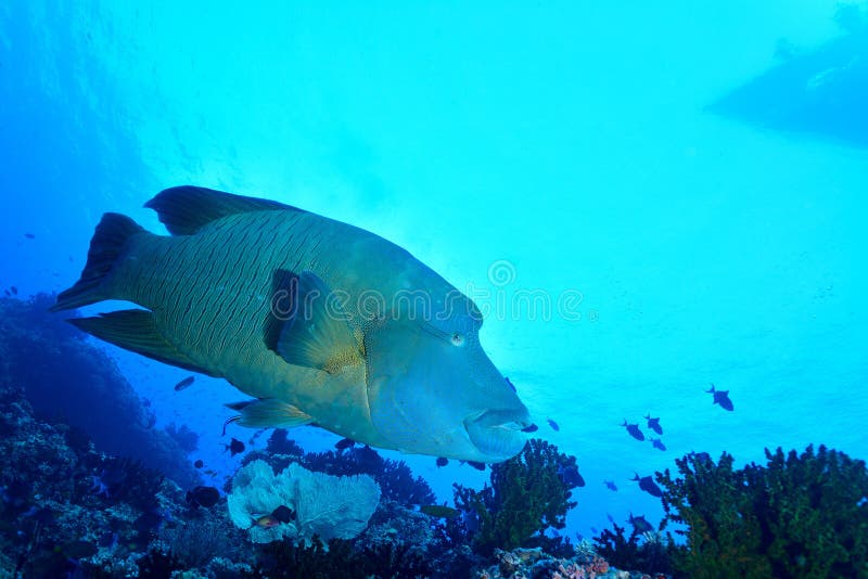 Napoleon fish stock photo. Image of recreation, black - 73095026