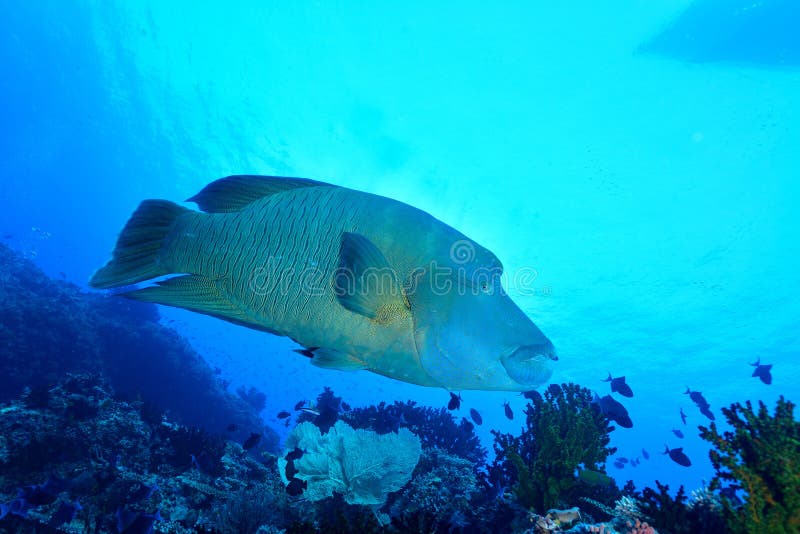 Napoleon fish stock photo. Image of recreation, black - 73095026