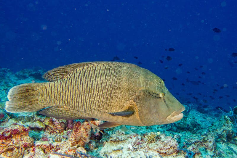 Napoleon Fish stock photo. Image of maori, giant, biology - 36358384