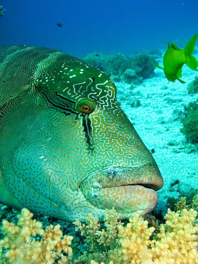 Ryba Napoleońska obraz stock. Obraz złożonej z plenerowy - 4693847