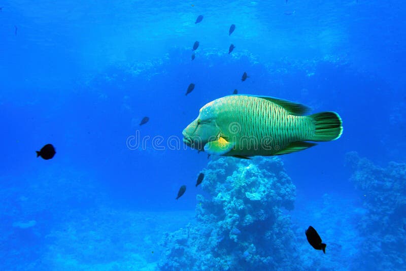 Napoleon ryba obraz stock. Obraz złożonej z oceany, napoleon - 28164205