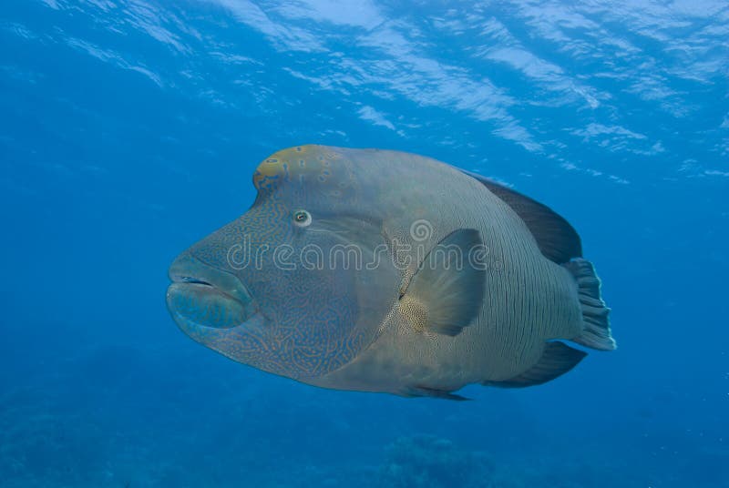 Napoleon Wrasse En Onespot Snapper Stock Afbeelding - Image of moraal ...