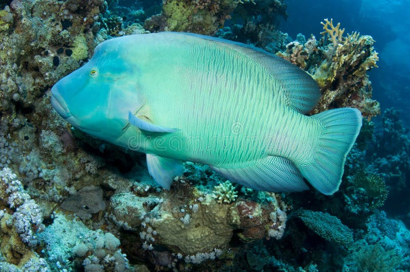 Napoleon Wrasse (Cheilinus Undulatus) Stock Photo - Image of beauty ...