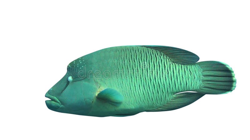 Big Napoleon Wrasse Stock Footage & Videos - 67 Stock Videos