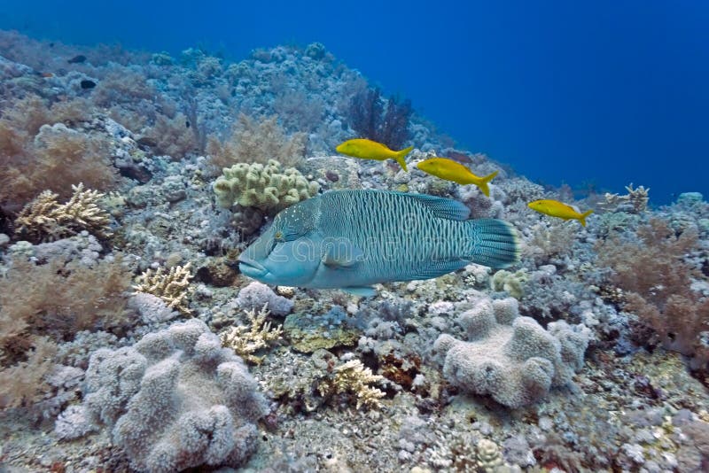 Napoleon Wrasse and Onespot Snapper Stock Image - Image of moray, coral ...