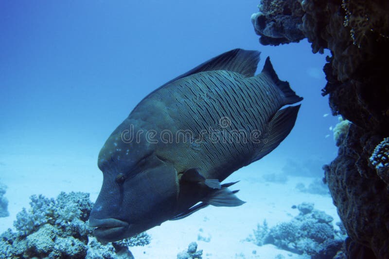 Napoleon Fish stock photo. Image of maori, giant, biology - 36358384