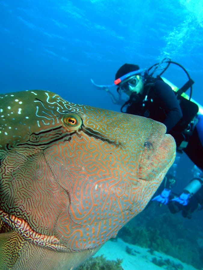 The Napoleonfish stock photo. Image of marine, reefs - 19284848