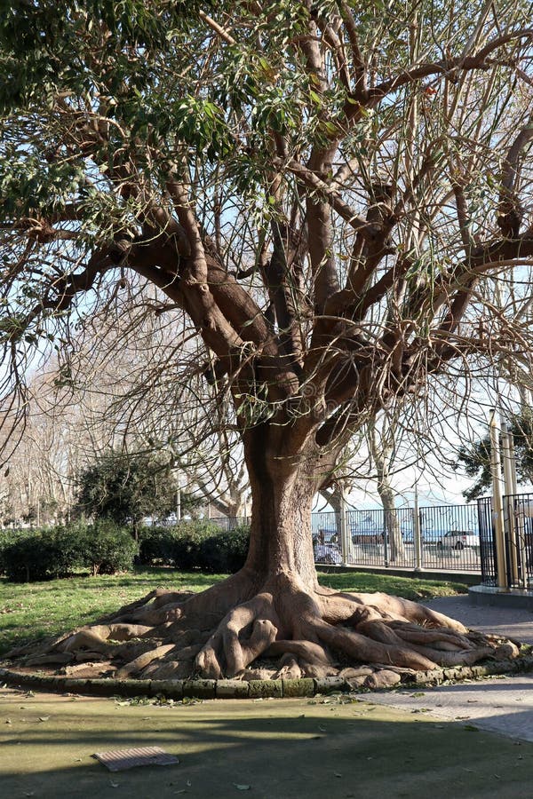 Napoli - Albero Monumentale Nella Villa Comunale Stock Photo - Image of ...