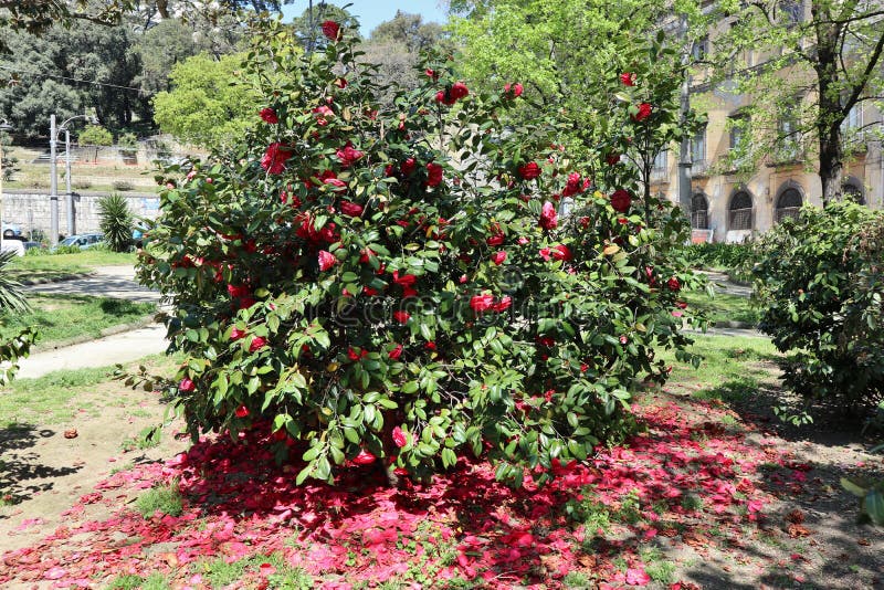Napoli - Cespuglio Di Rose Rosse Stock Photo - Image of island, center ...