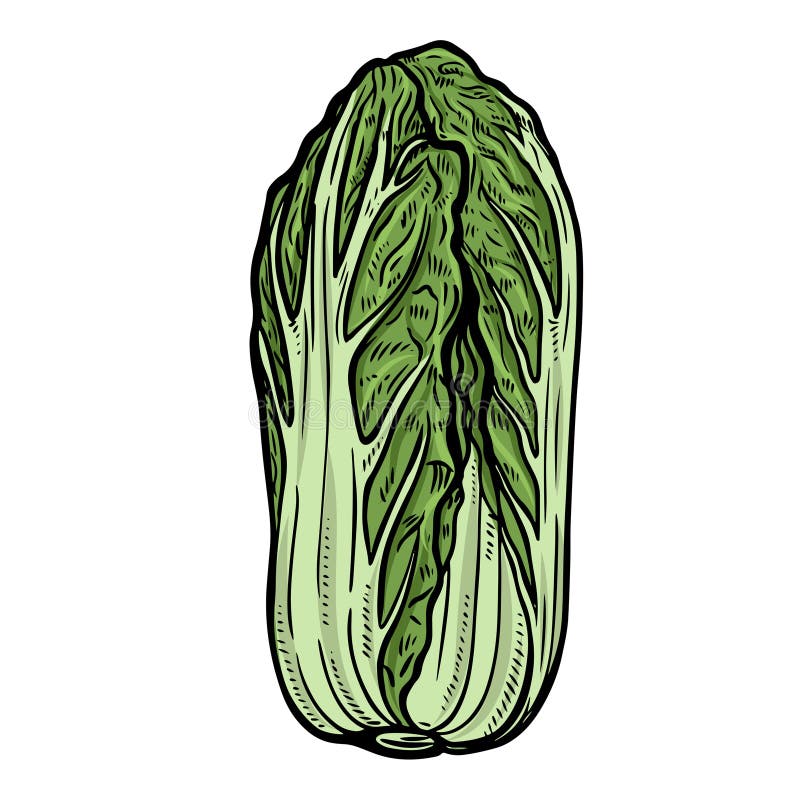 Nappa Cabbage Line Drawing Vector Illustration Stock Vector ...