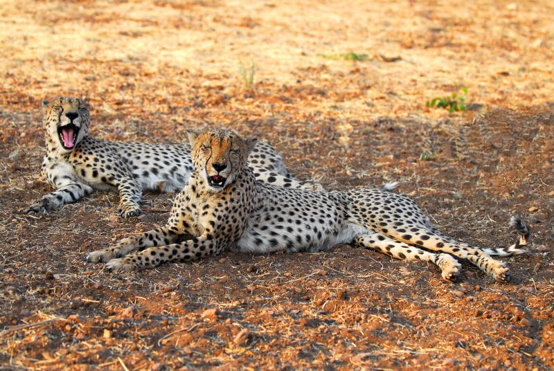 Napping stock photo. Image of wild, texture, yawn, spotted - 7087078