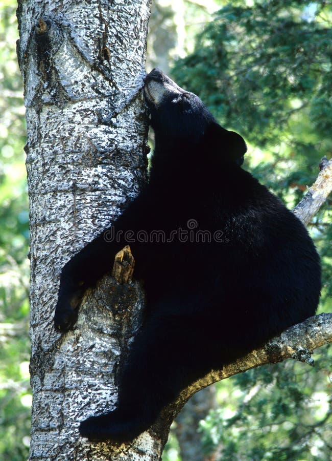 Napping Bear stock image. Image of predator, dozing, mammal - 4730215